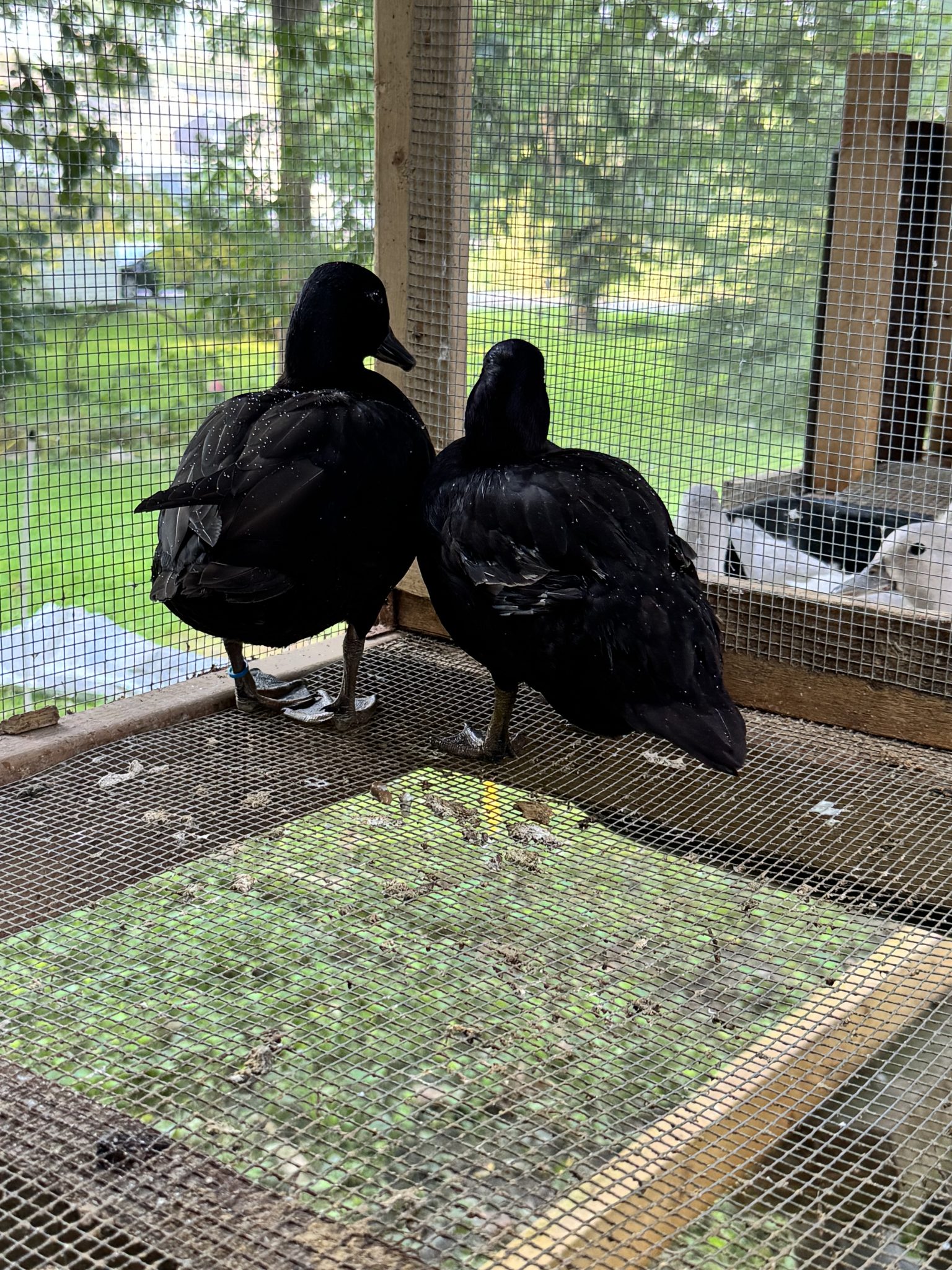 About - Call Duck Crazy